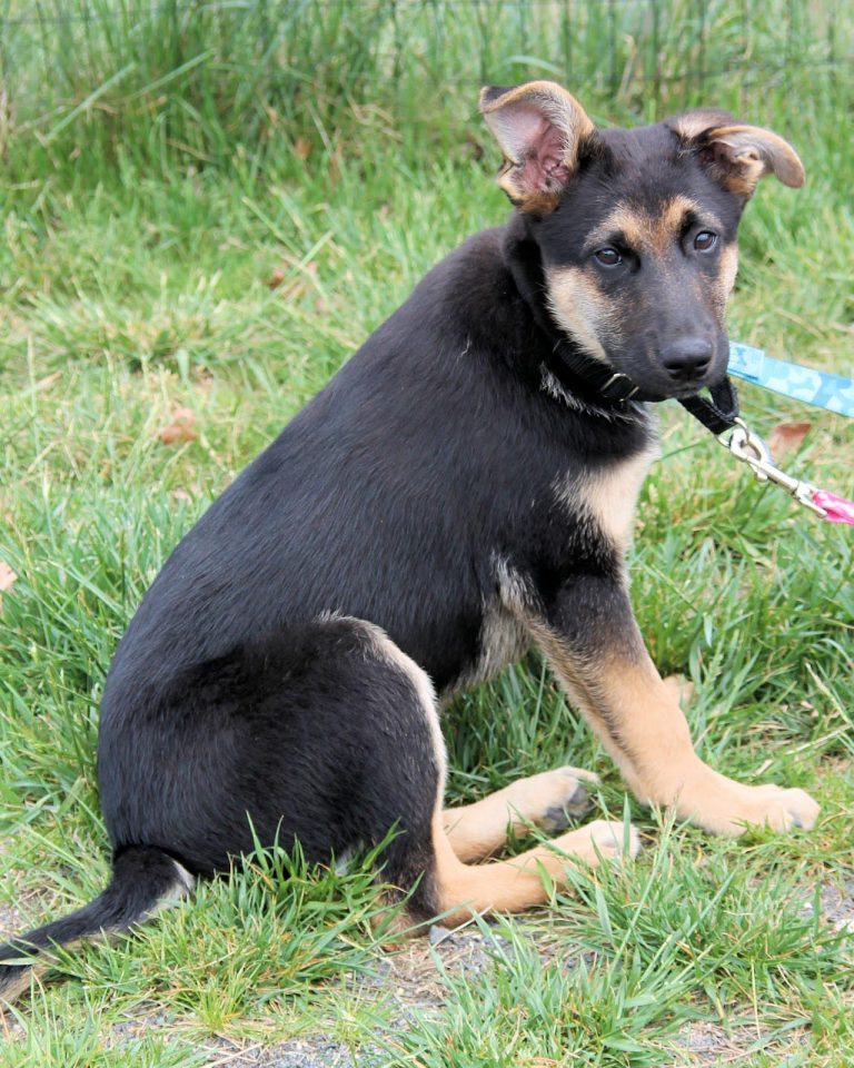 Chihuahua German Shepherd Mix Full Grown | Dog Breed Information Chihuahua German Shepherd Mix Full Grown | Dog Breed Information